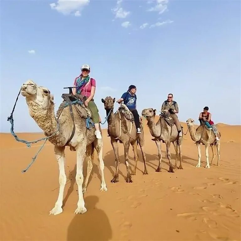 Morocco Camel Tours - Discover the Majestic Sahara!